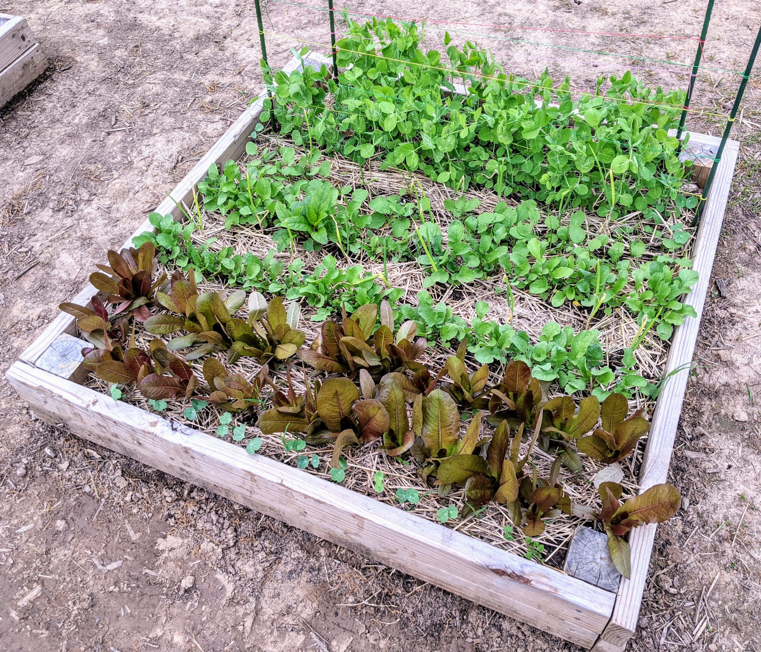 Community Garden Food Plots – Joe Rothberger