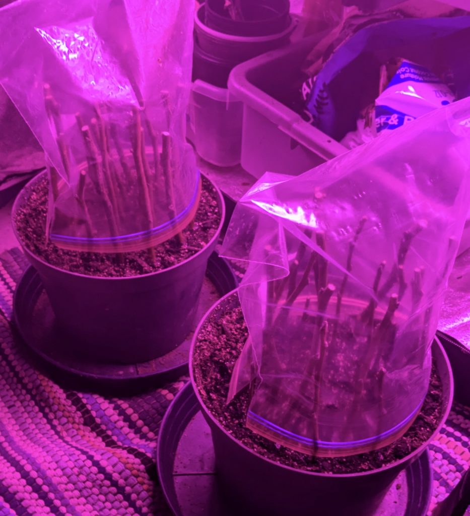 Always Be Cloning – Joe Rothberger